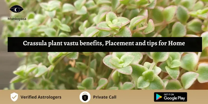 Crassula plant vastu benefits, Placement and tips for Home | Monkvyasa